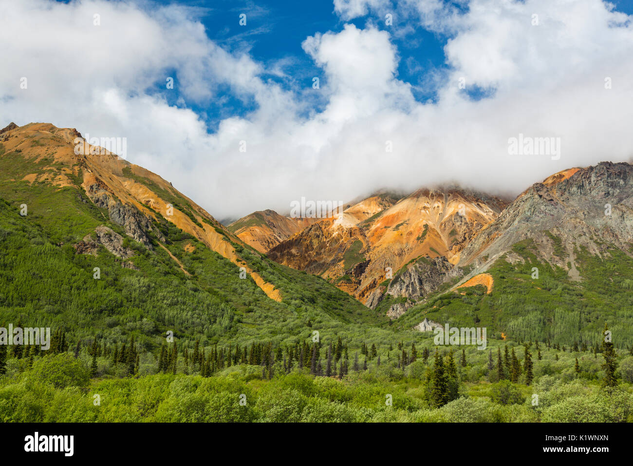Alaskan wild sheep hi-res stock photography and images - Alamy