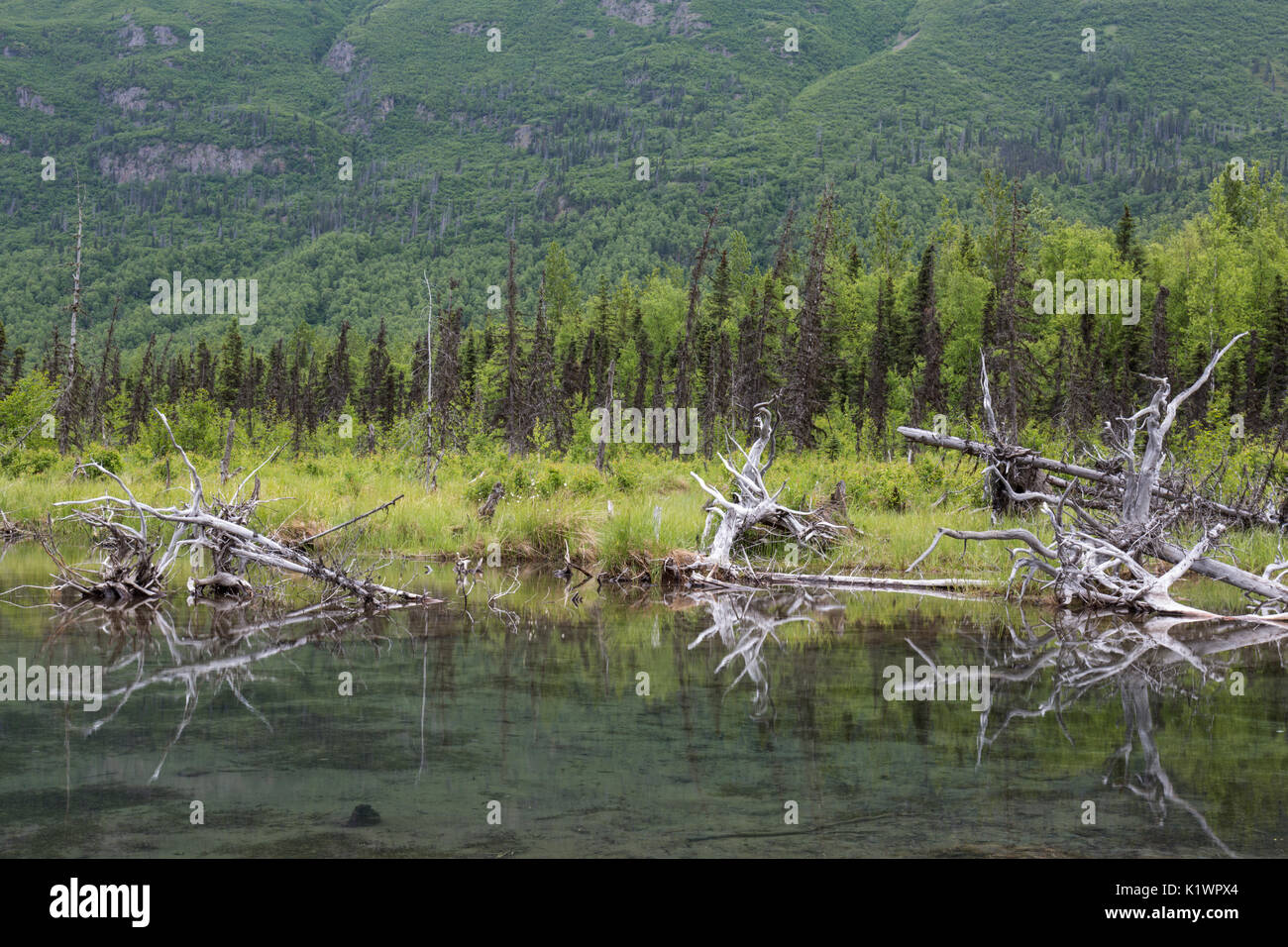 Pond at Eagle River, Nature Center Trail, Anchorage, Alaska, USA Stock ...