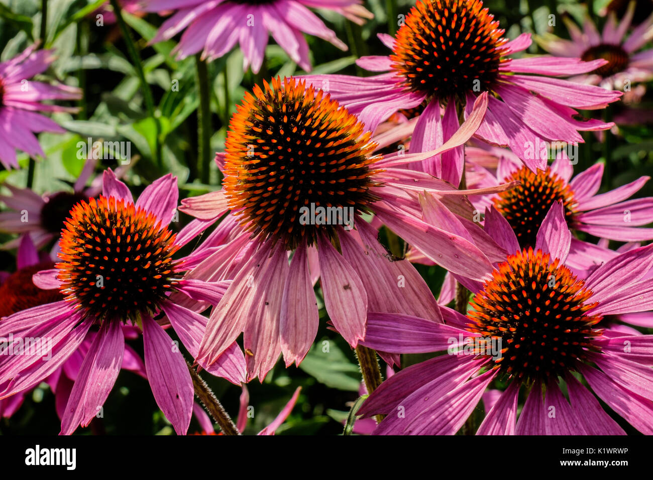 Upturned flowers hi-res stock photography and images - Alamy
