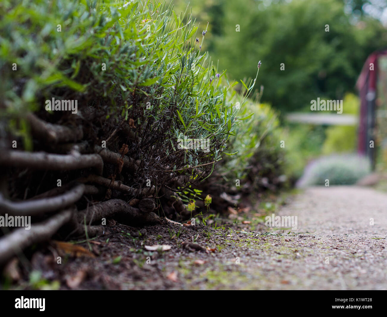 Grass and roots growing by a garden path Stock Photo - Alamy