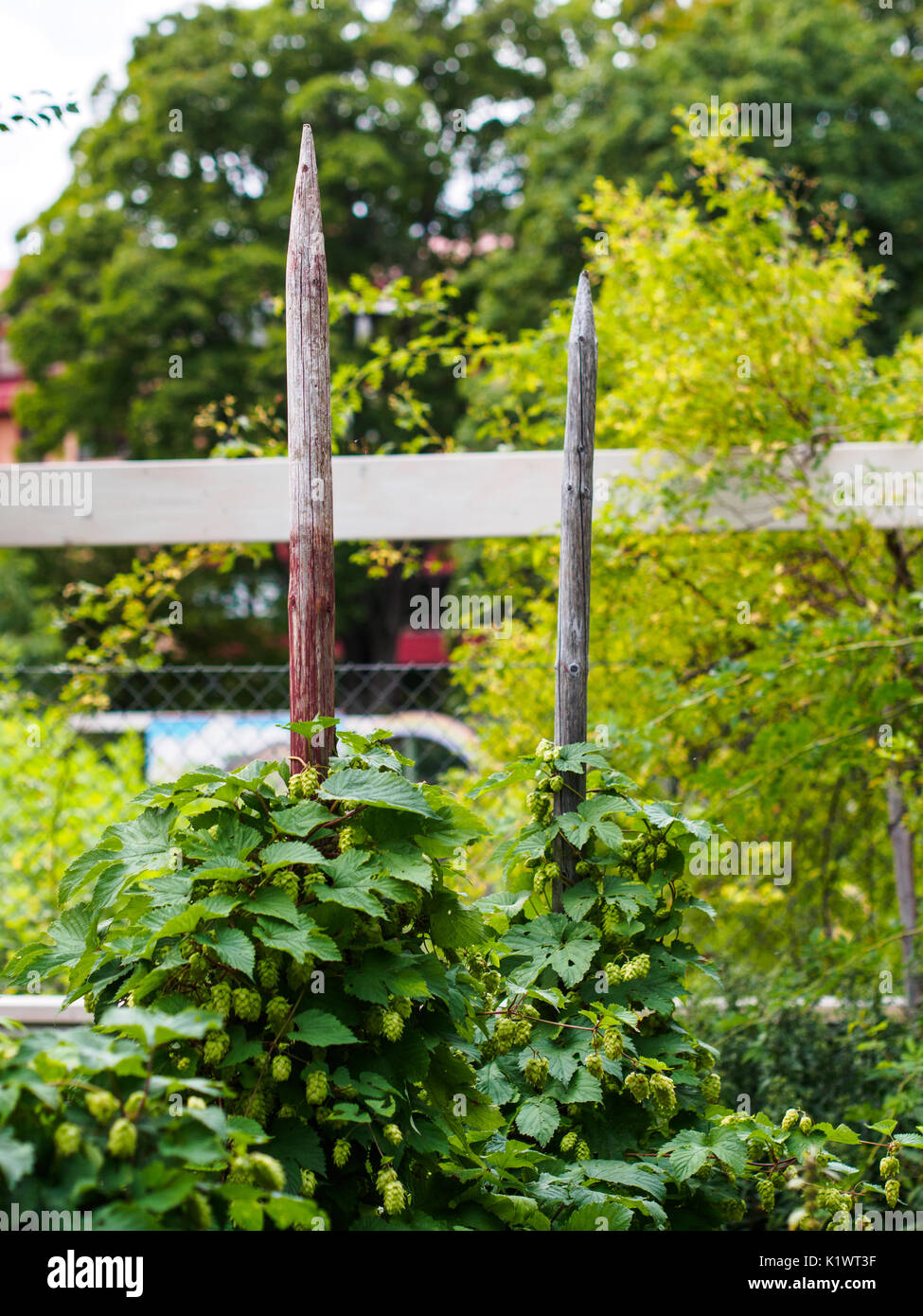 Hops growing on wooden spike Stock Photo - Alamy