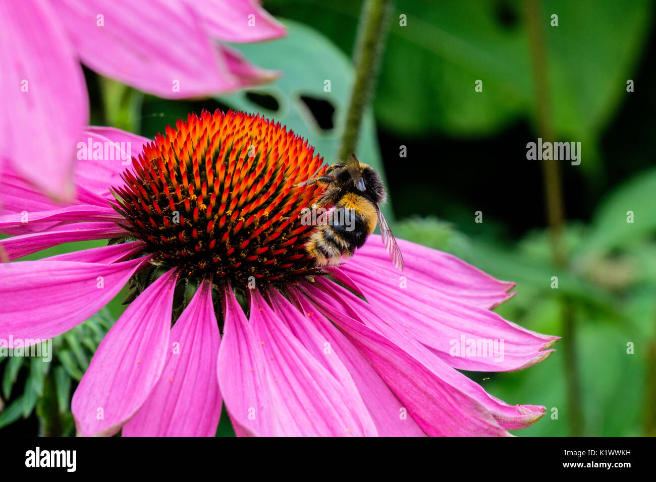 Upturned flowers hi-res stock photography and images - Alamy
