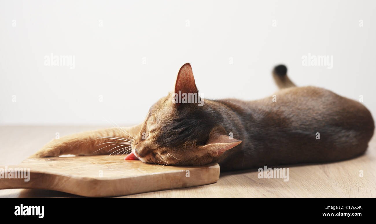 Abyssinian cat feel passion hi-res stock photography and images - Alamy