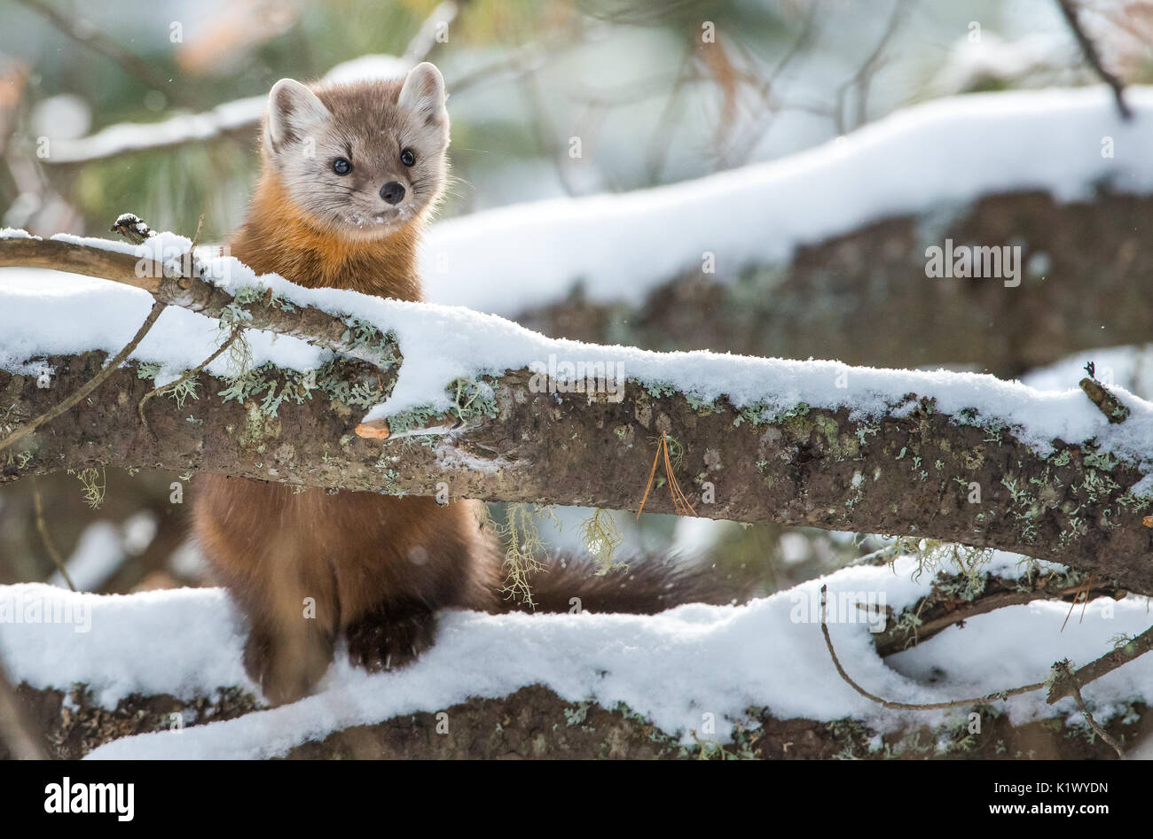 Pine marten snow canada hi-res stock photography and images - Alamy