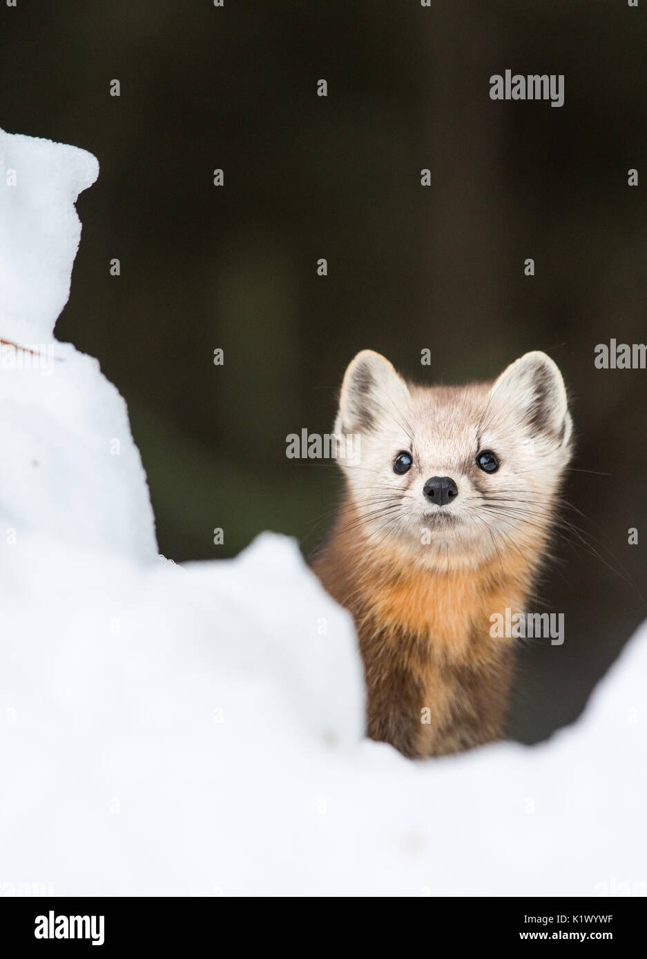 Pine marten snow canada hi-res stock photography and images - Alamy