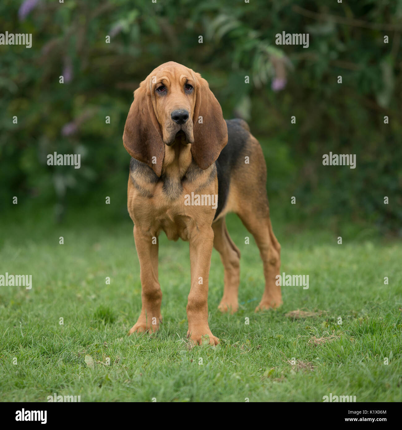 Young Bloodhound St Hubert Hound High Resolution Stock Photography and ...