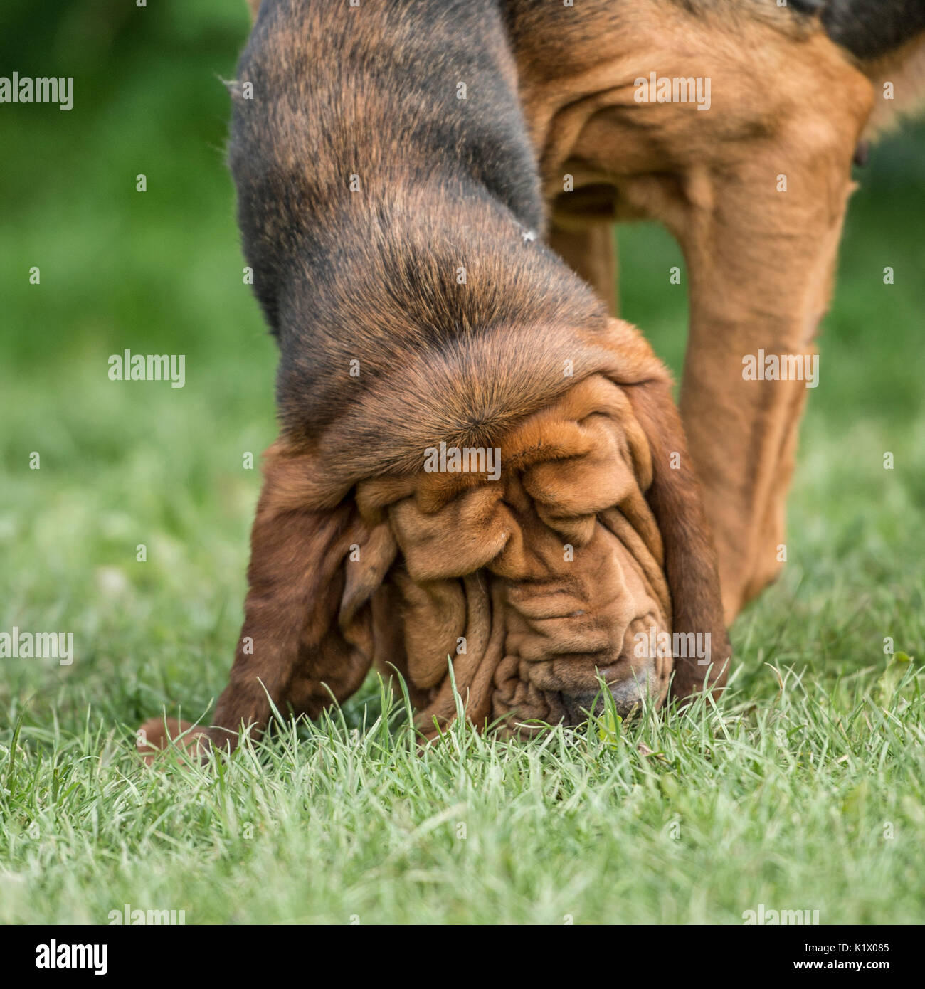 Bloodhound Tracking High Resolution Stock Photography and Images - Alamy