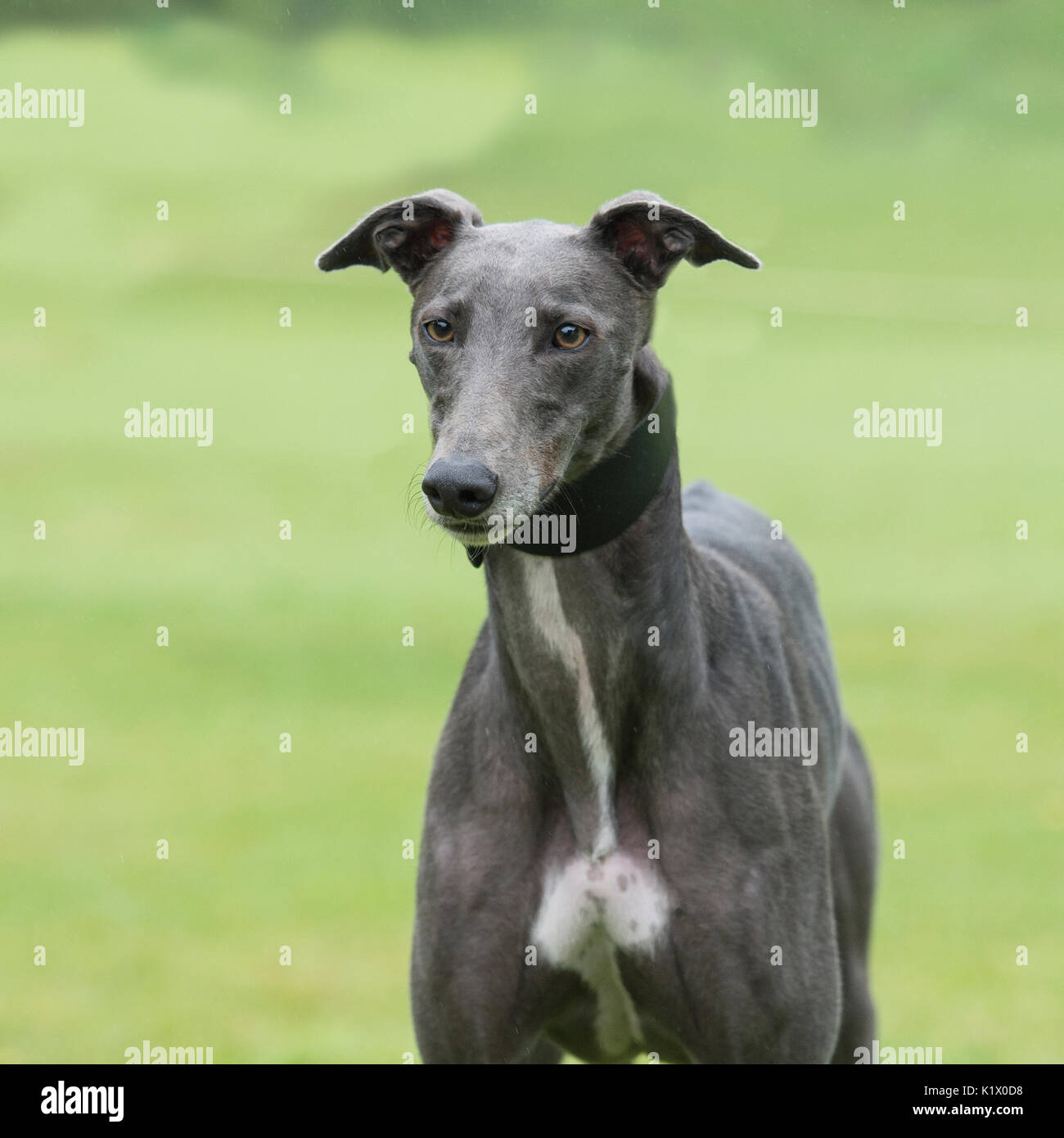 Lurcher Dog Grey High Resolution Stock Photography and Images - Alamy
