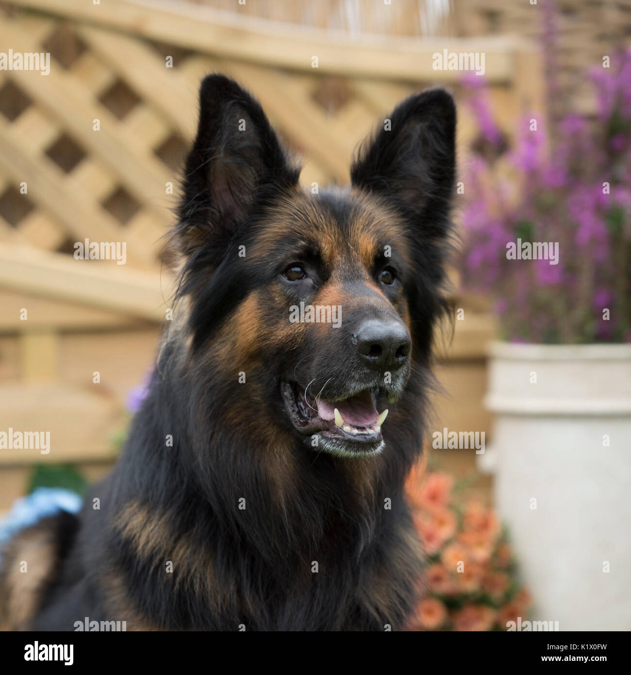 Alsation Dog Stock Photos & Alsation Dog Stock Images - Alamy