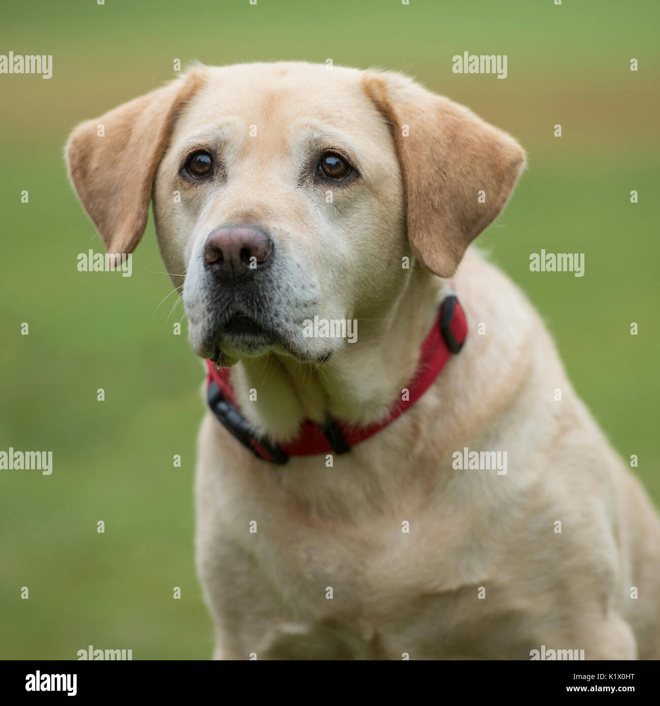 yellow labrador retriever Stock Photo - Alamy