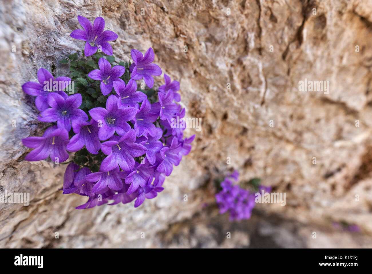 The Campanula morettiana (Alpine Bellflower), symbol of Belluno ...