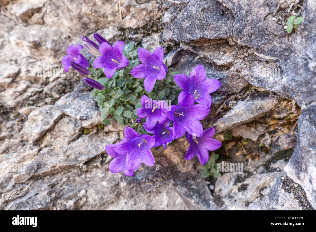 The Campanula morettiana (Alpine Bellflower), symbol of Belluno ...