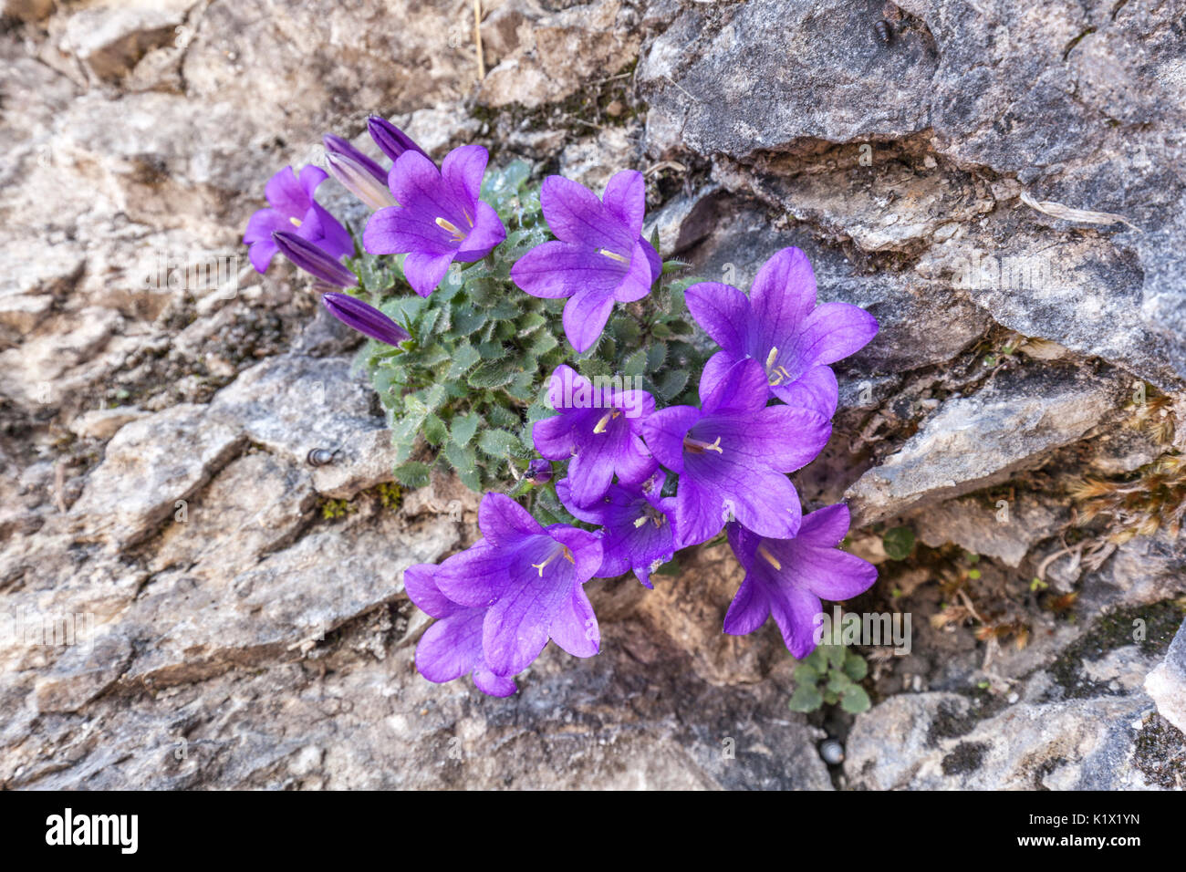 The Campanula morettiana (Alpine Bellflower), symbol of Belluno ...