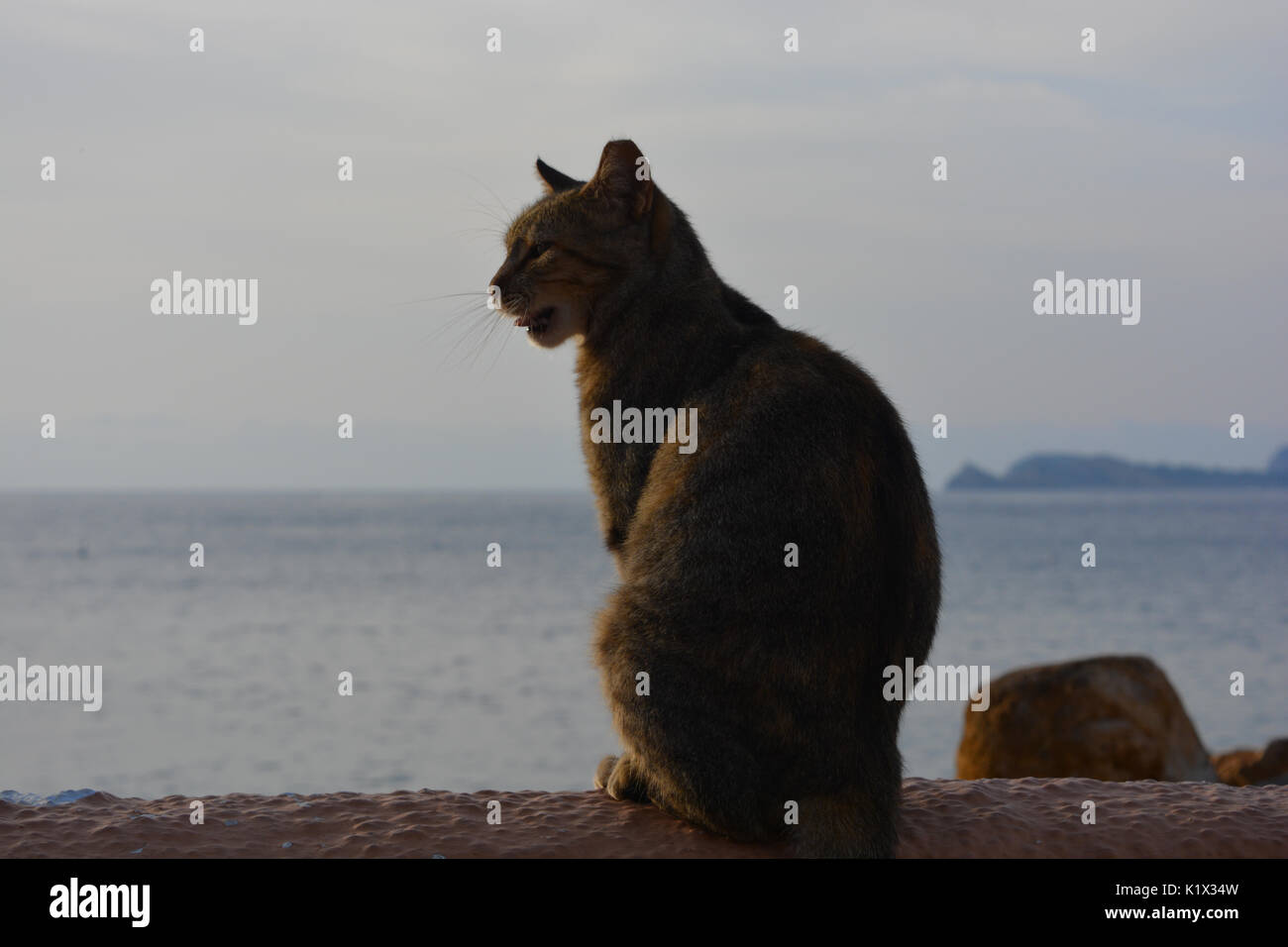 Stray tabby cat sitting on the sea wall Stock Photo - Alamy