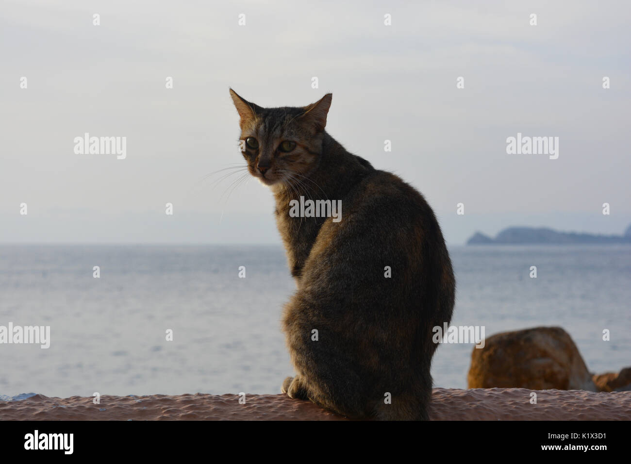 Cat sitting on sea wall, looking at camera Stock Photo - Alamy