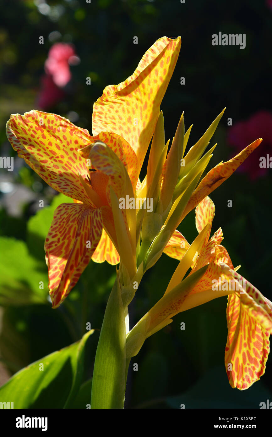 Colorful canna flowers hi-res stock photography and images - Alamy