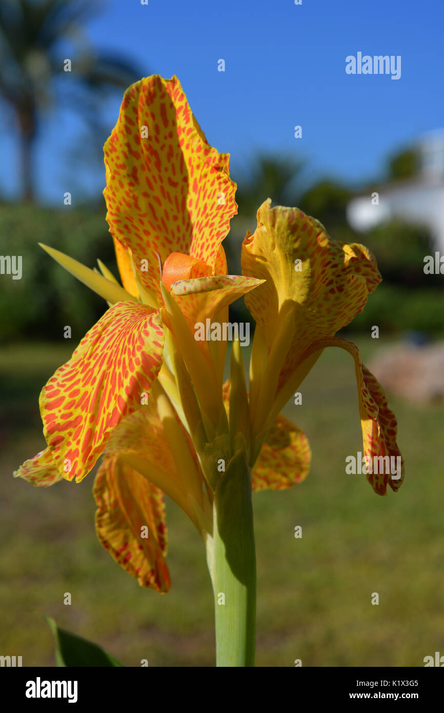 Canna blooming hi-res stock photography and images - Alamy