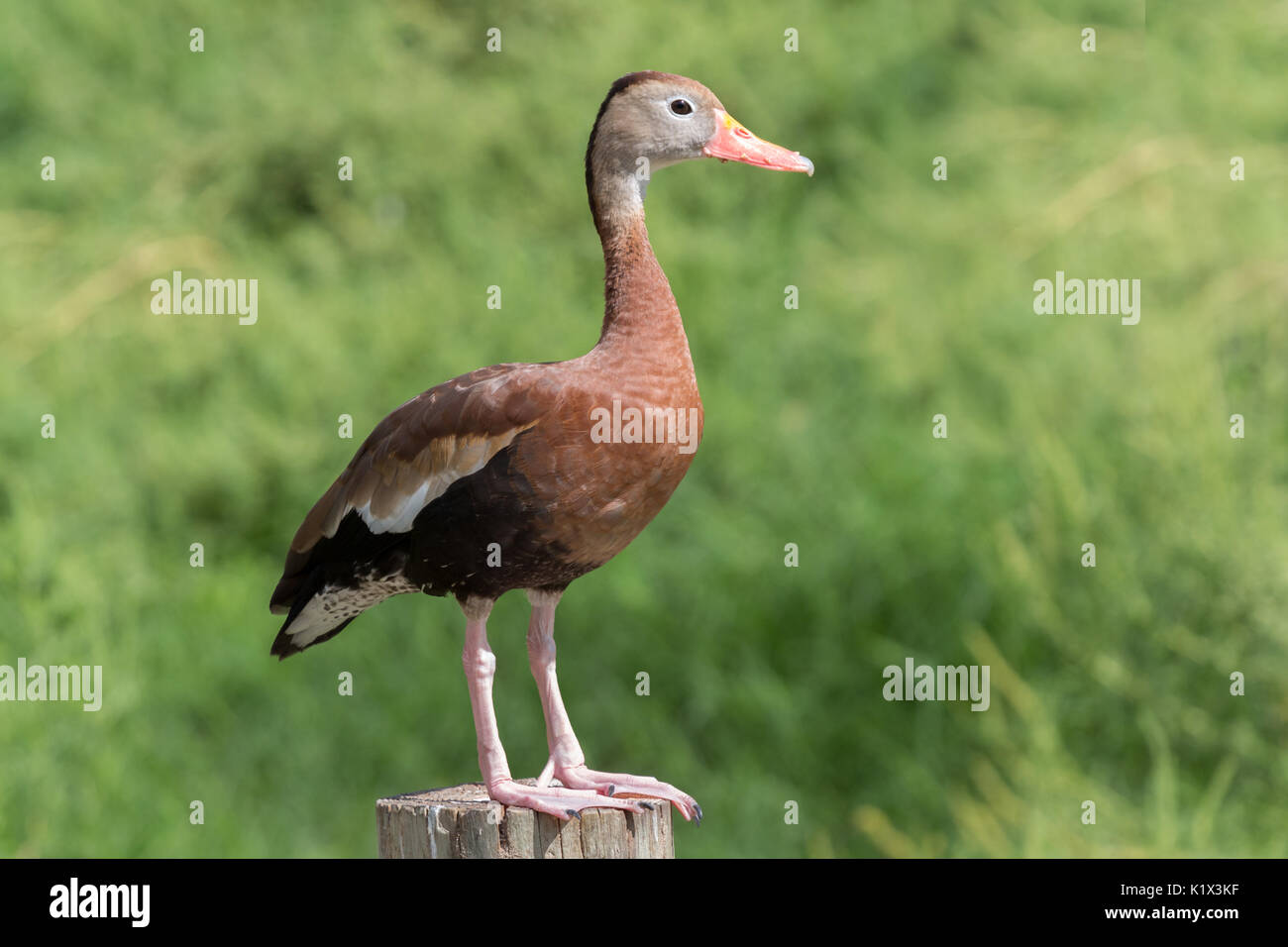 Side View of Brown Duck Standing on Wooden Block Stock Photo - Alamy