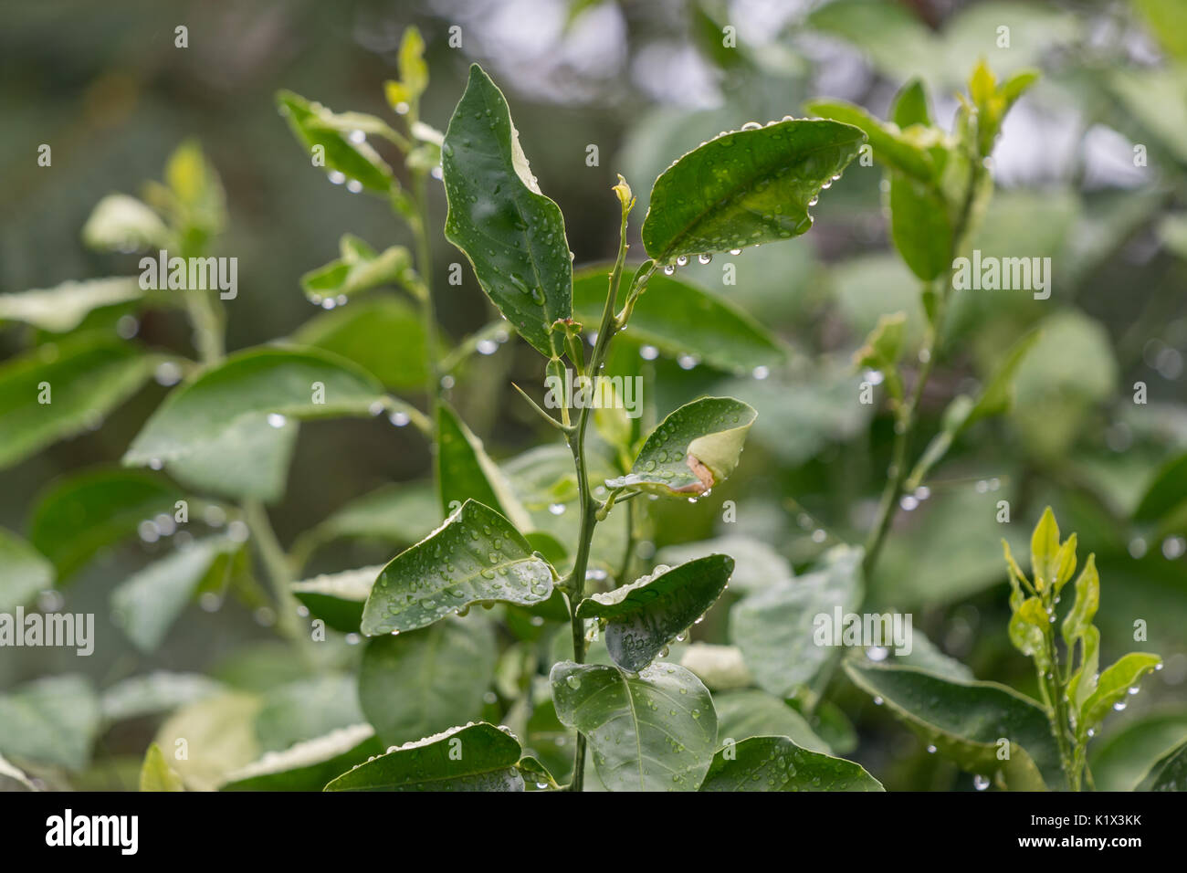 Dripping from edge hi-res stock photography and images - Alamy