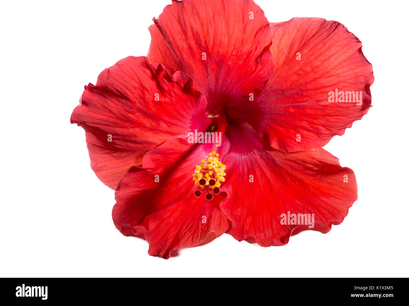 Hibiscus flower behind ear hi-res stock photography and images - Alamy