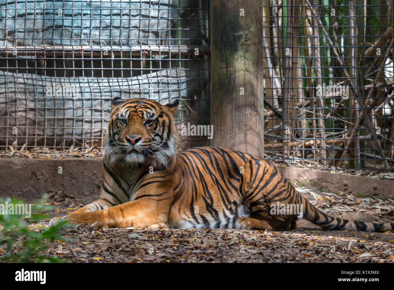 Tiger Sitting in Zoo Cell Looking at Camera Stock Photo - Alamy