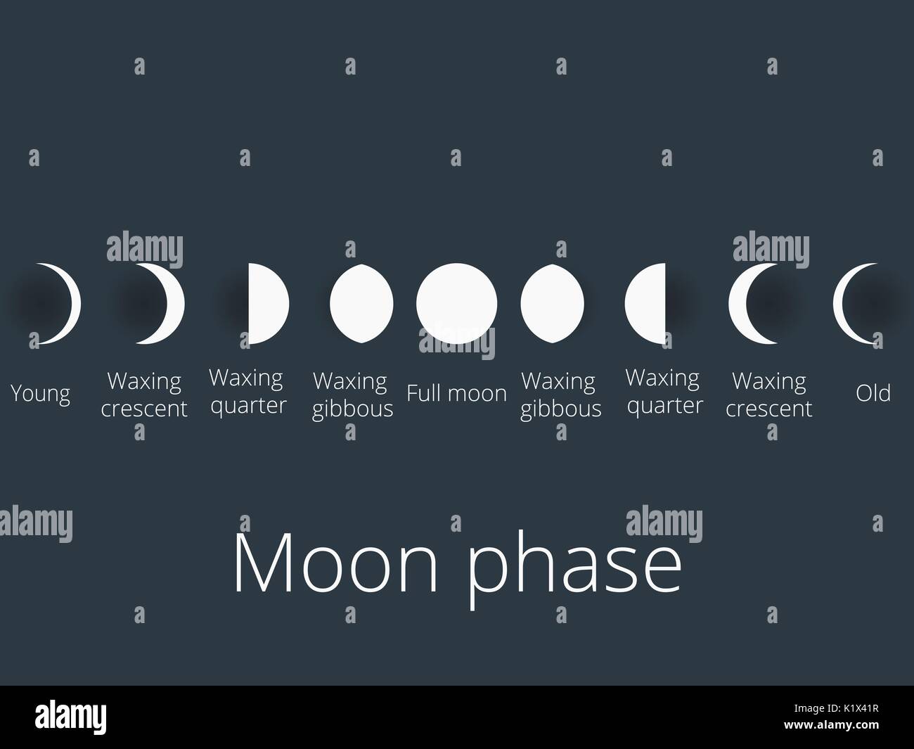 The phases of the moon. The whole cycle from new moon to full. Vector ...