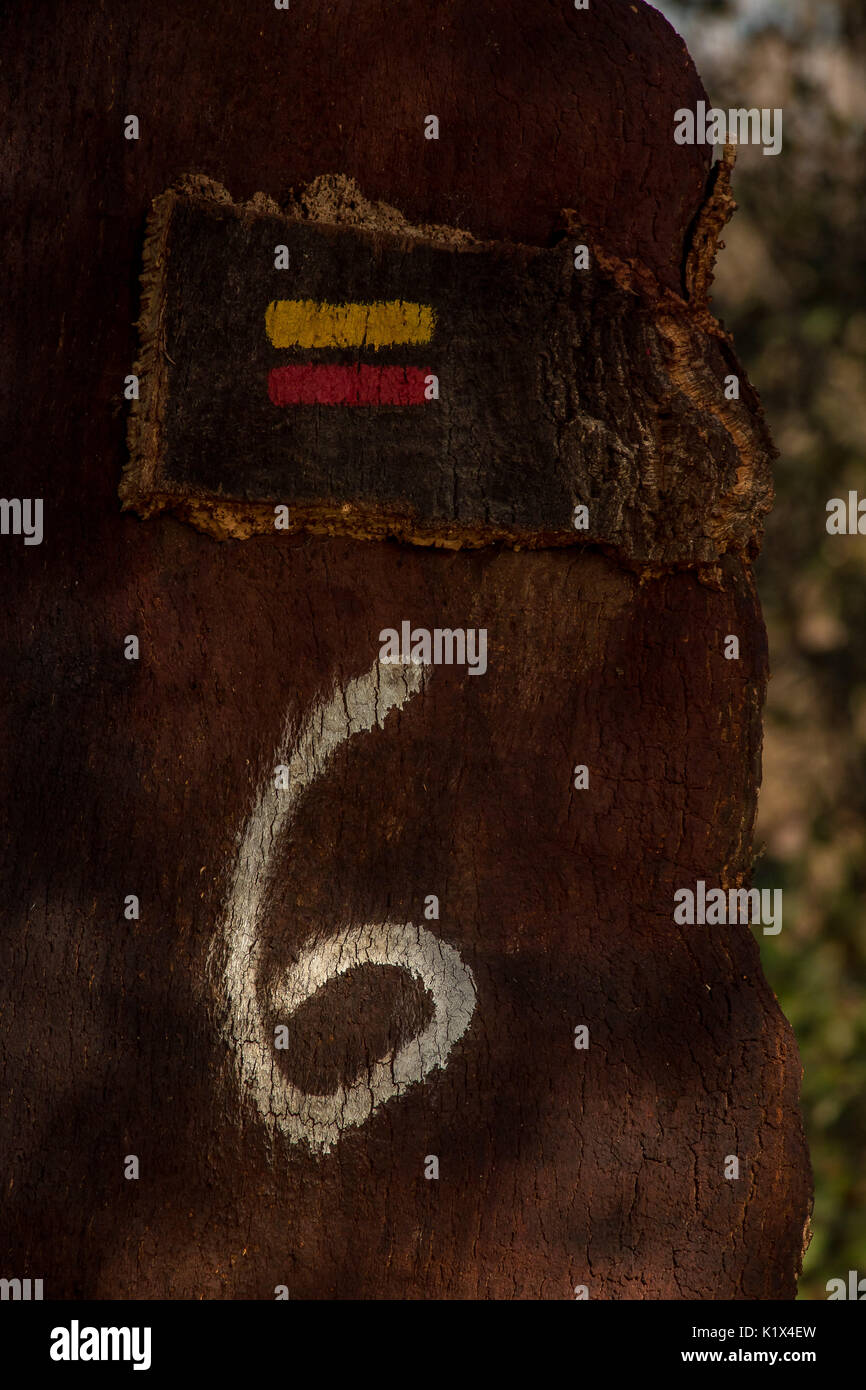 Year marking on cork tree Stock Photo - Alamy