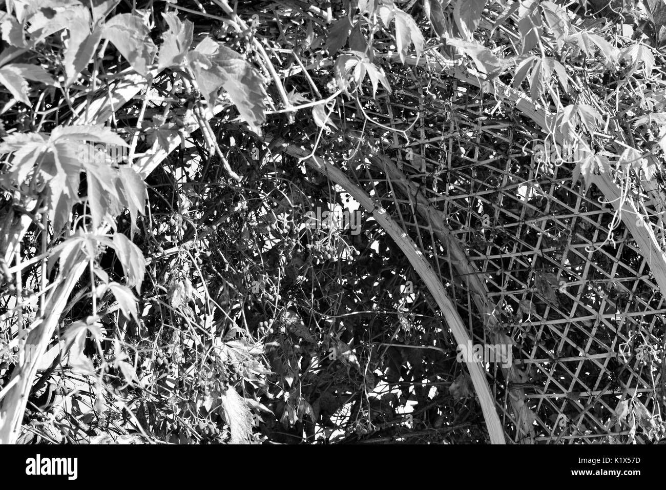 Hidden flower Black and White Stock Photos & Images - Alamy