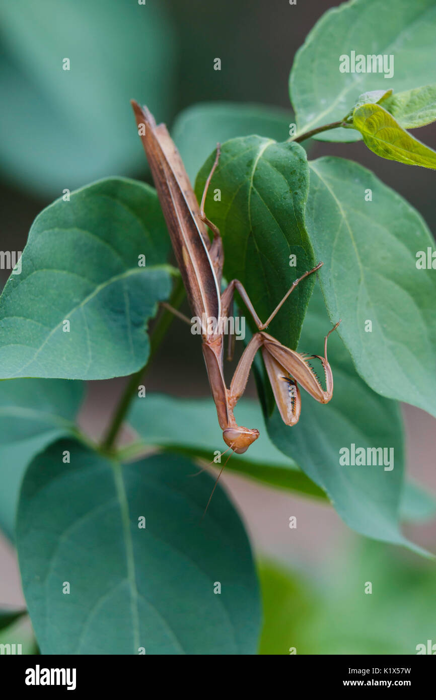 A brown praying mantis crawls over a leafy plant Stock Photo - Alamy