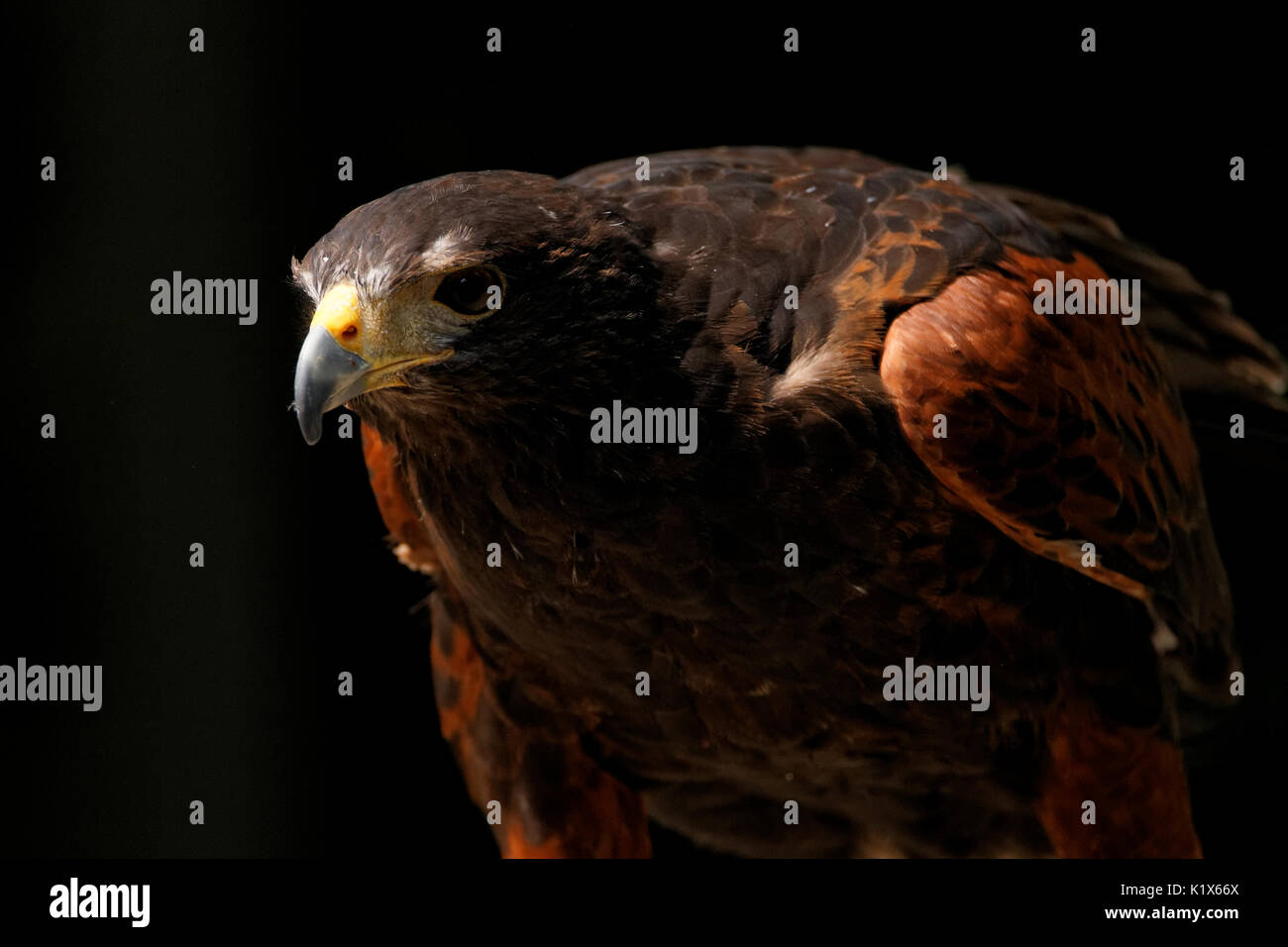 American harris hawk hi-res stock photography and images - Alamy