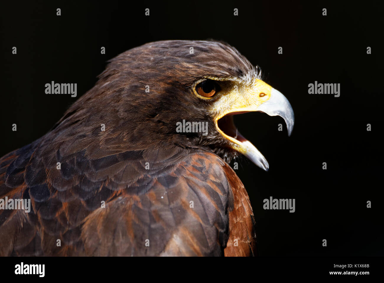 Hawks strength hi-res stock photography and images - Alamy
