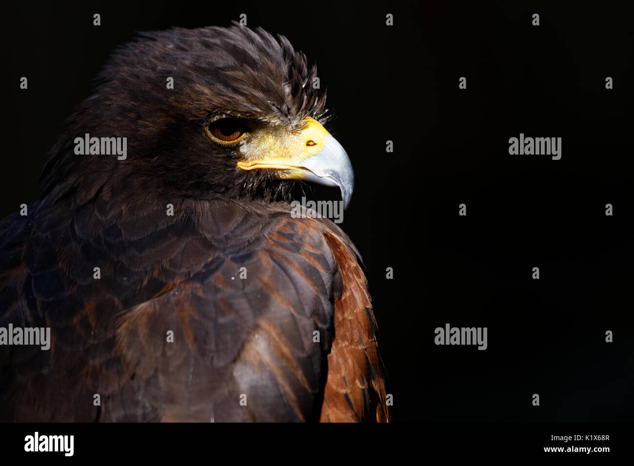Harris hawks hi-res stock photography and images - Alamy