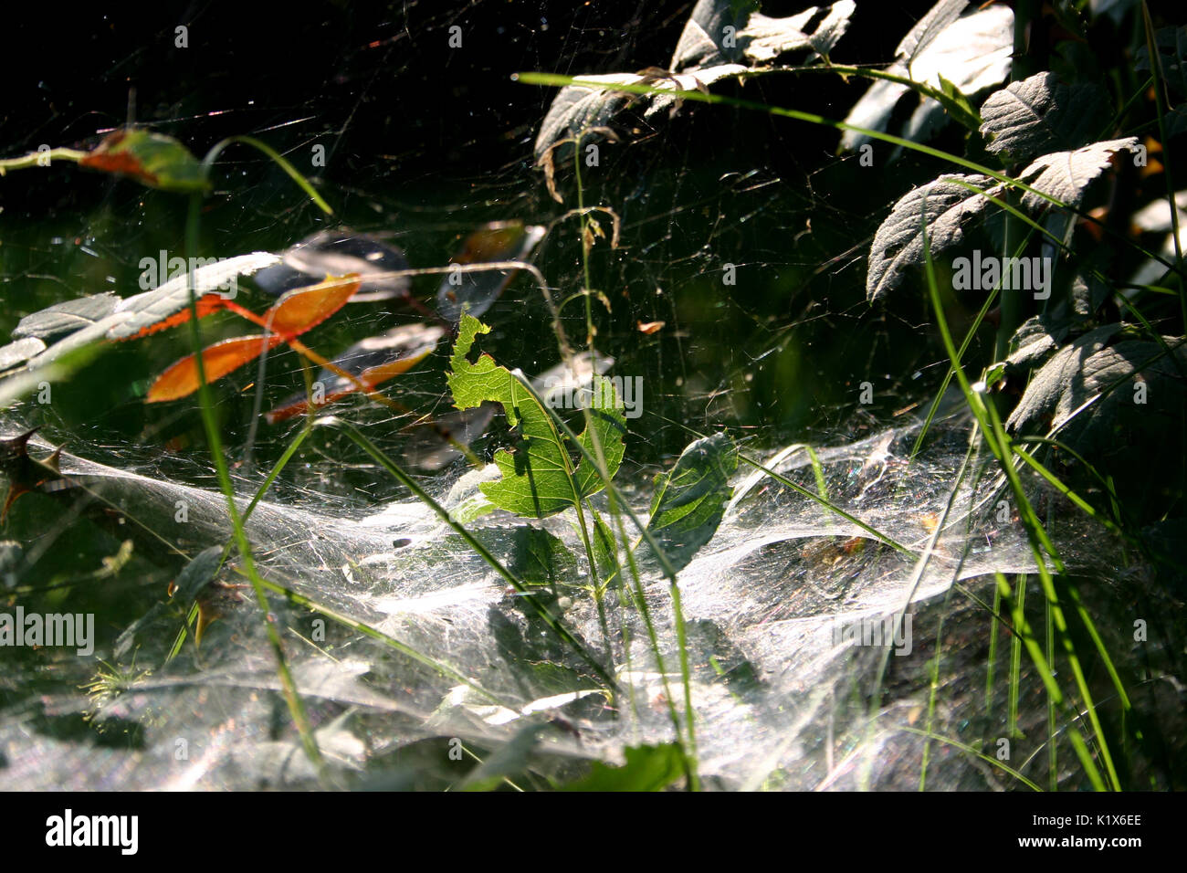 Tangled spider web around rose bushes Stock Photo - Alamy