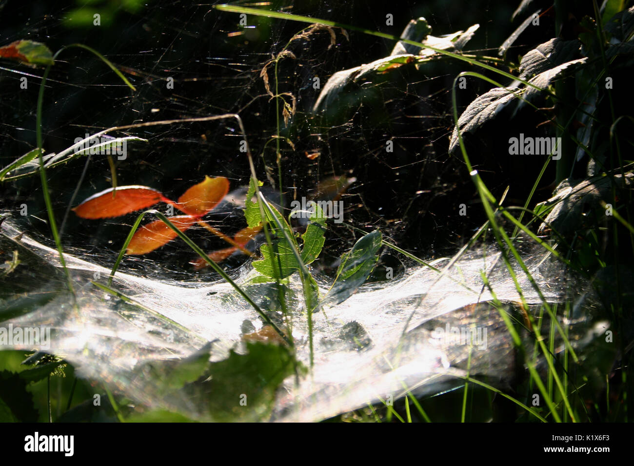 Tangled spider web around rose bushes Stock Photo - Alamy