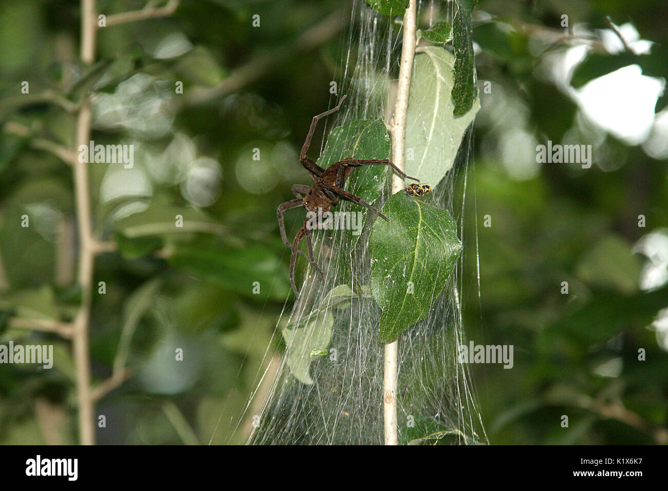 Large spider with tangled web in tree branches Stock Photo - Alamy