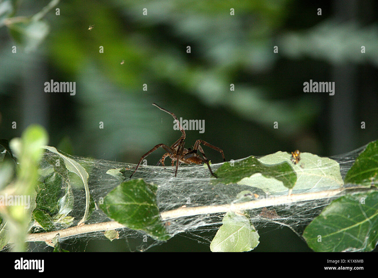 Tangled web hi-res stock photography and images - Alamy