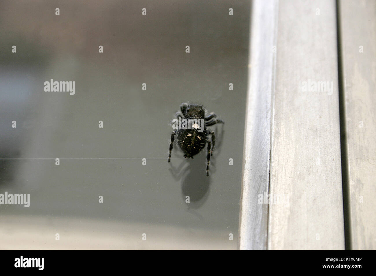 Black hairy spider on window Stock Photo - Alamy