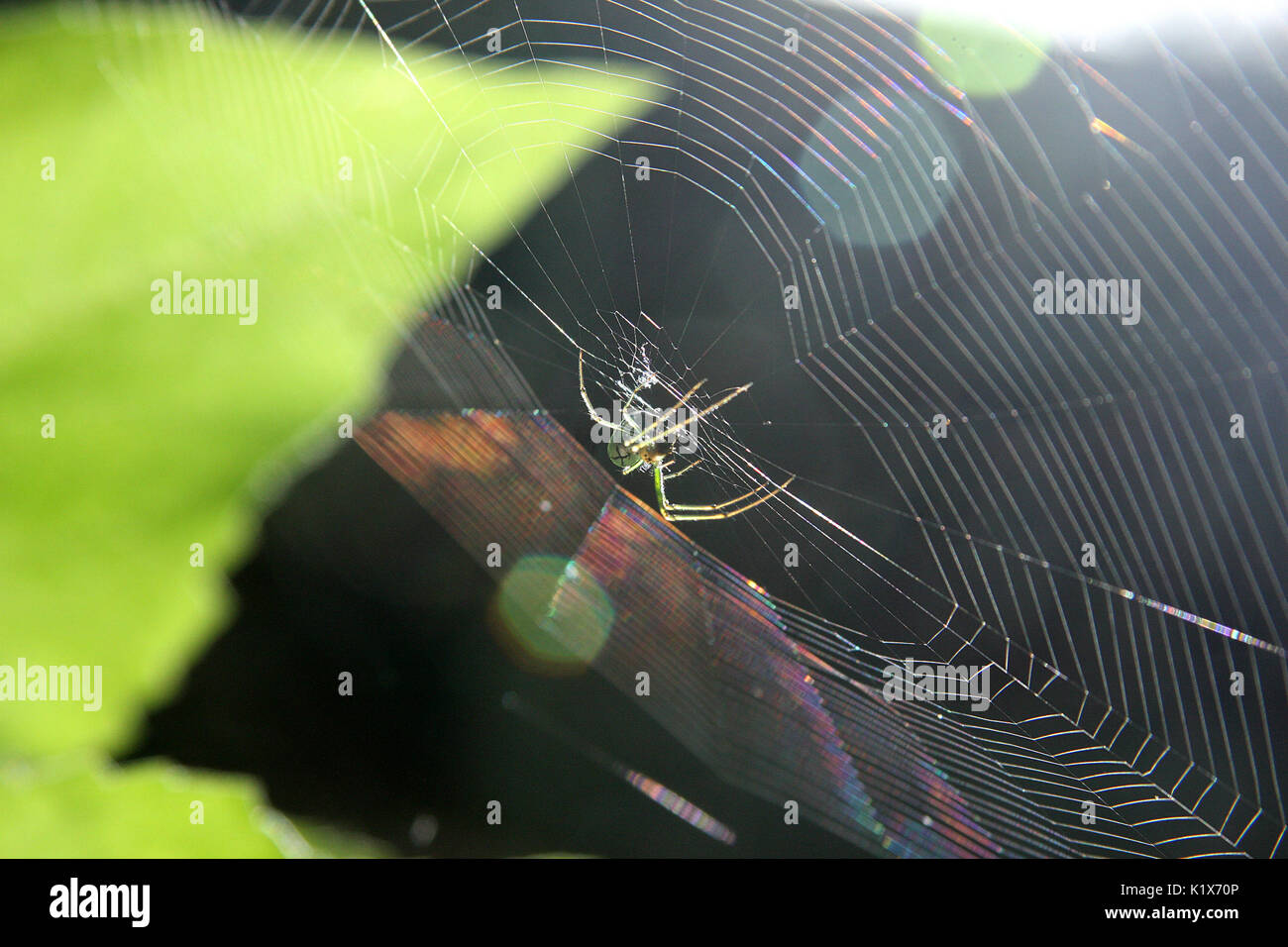 Spider in the center of his perfect web Stock Photo - Alamy