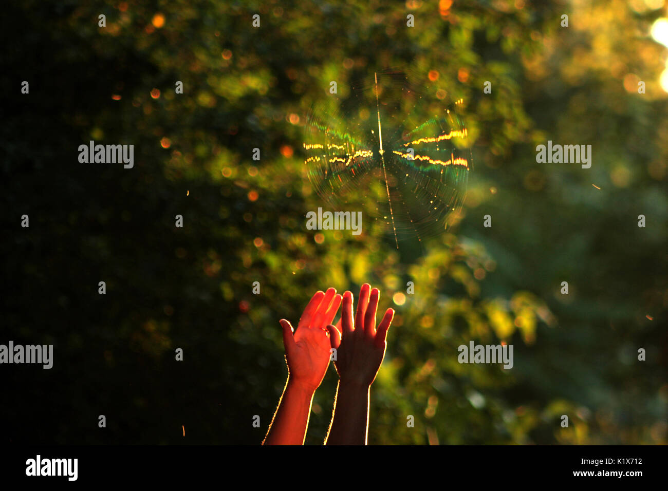 Hands reaching for spiderweb up in the air Stock Photo - Alamy