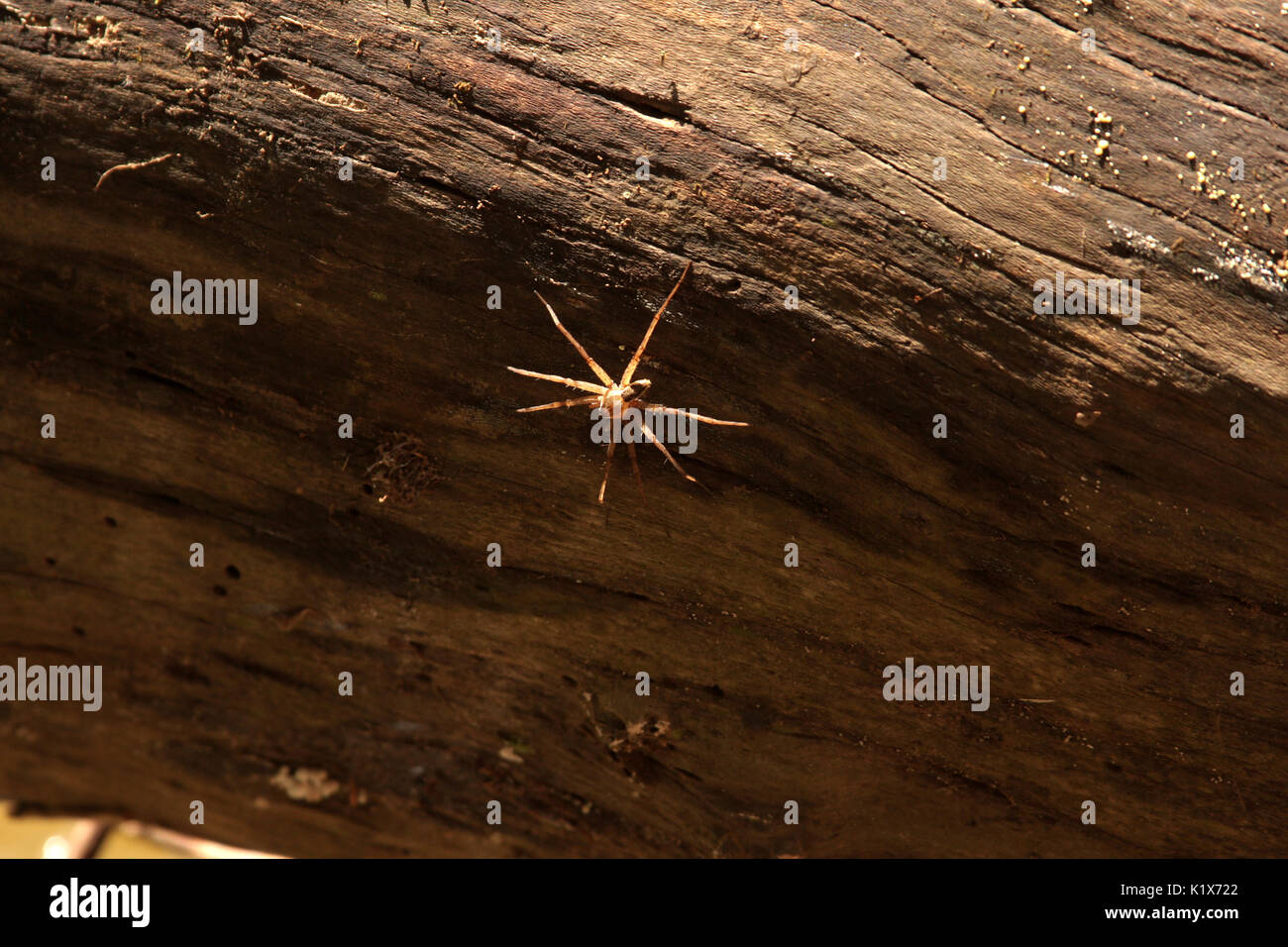 Spider on tree hi-res stock photography and images - Alamy