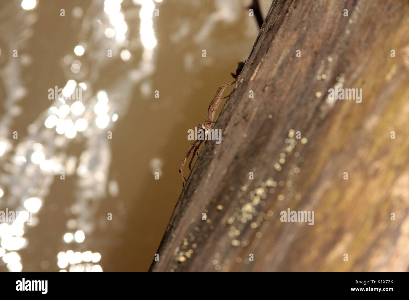 Spider on tree hi-res stock photography and images - Alamy