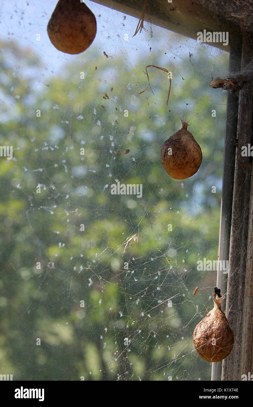 Spider egg sacs and web on window Stock Photo - Alamy