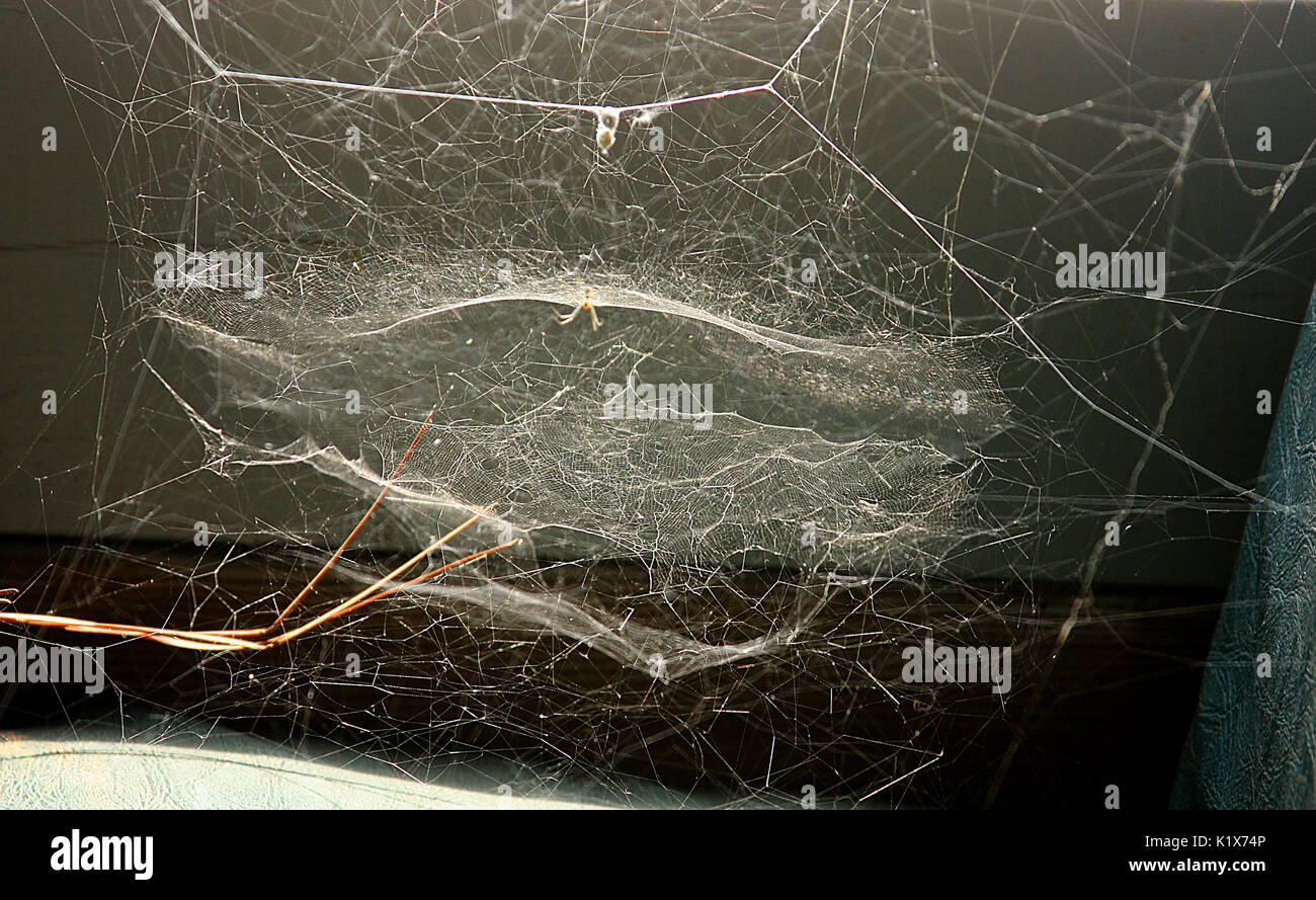 Tangled spider web hi-res stock photography and images - Alamy