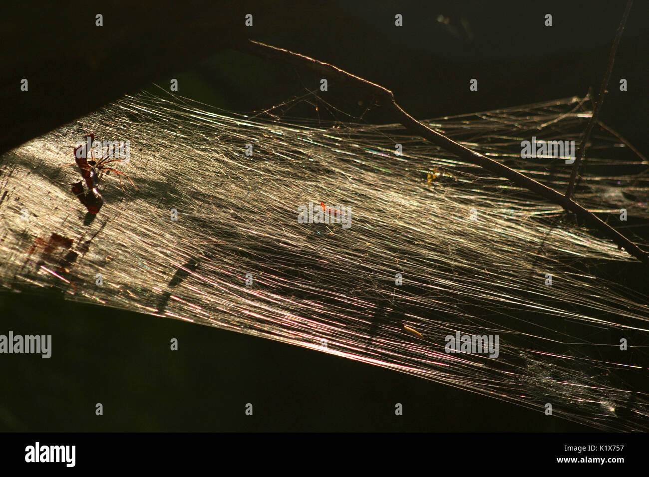 Tangled spider web hi-res stock photography and images - Alamy