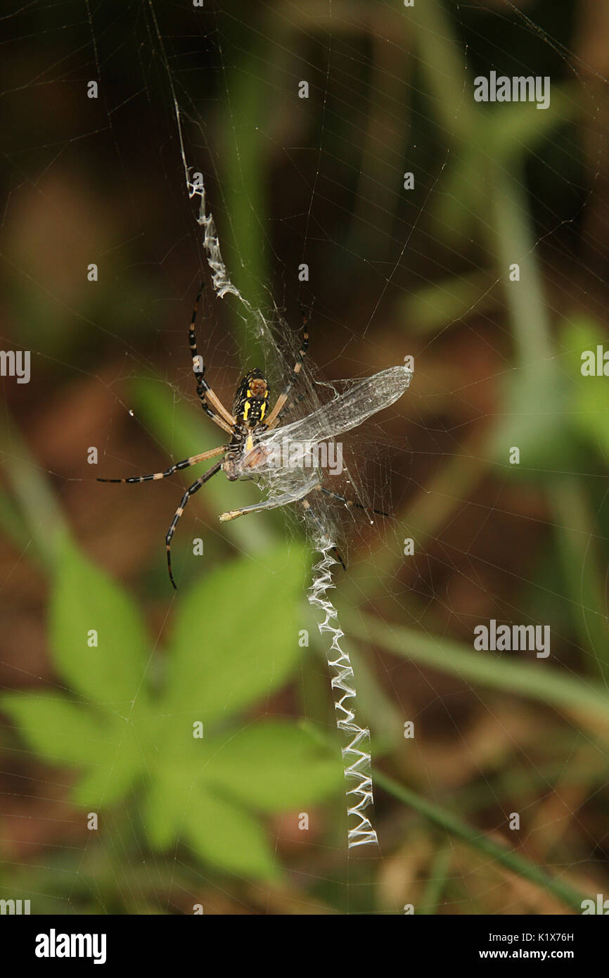 Corn spider hi-res stock photography and images - Alamy