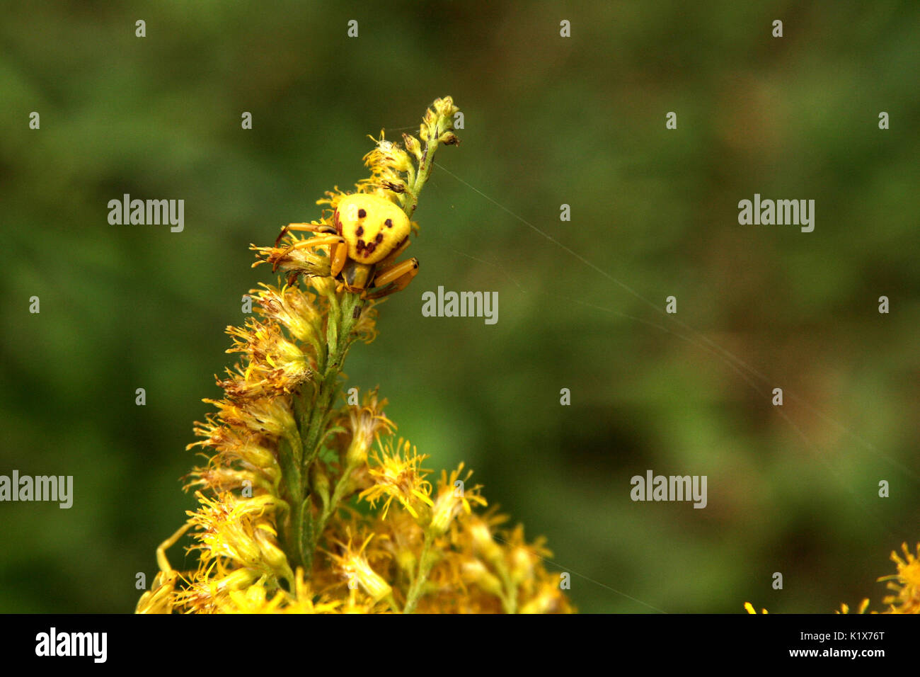 Yellow crab spider camouflaged on plant Stock Photo - Alamy