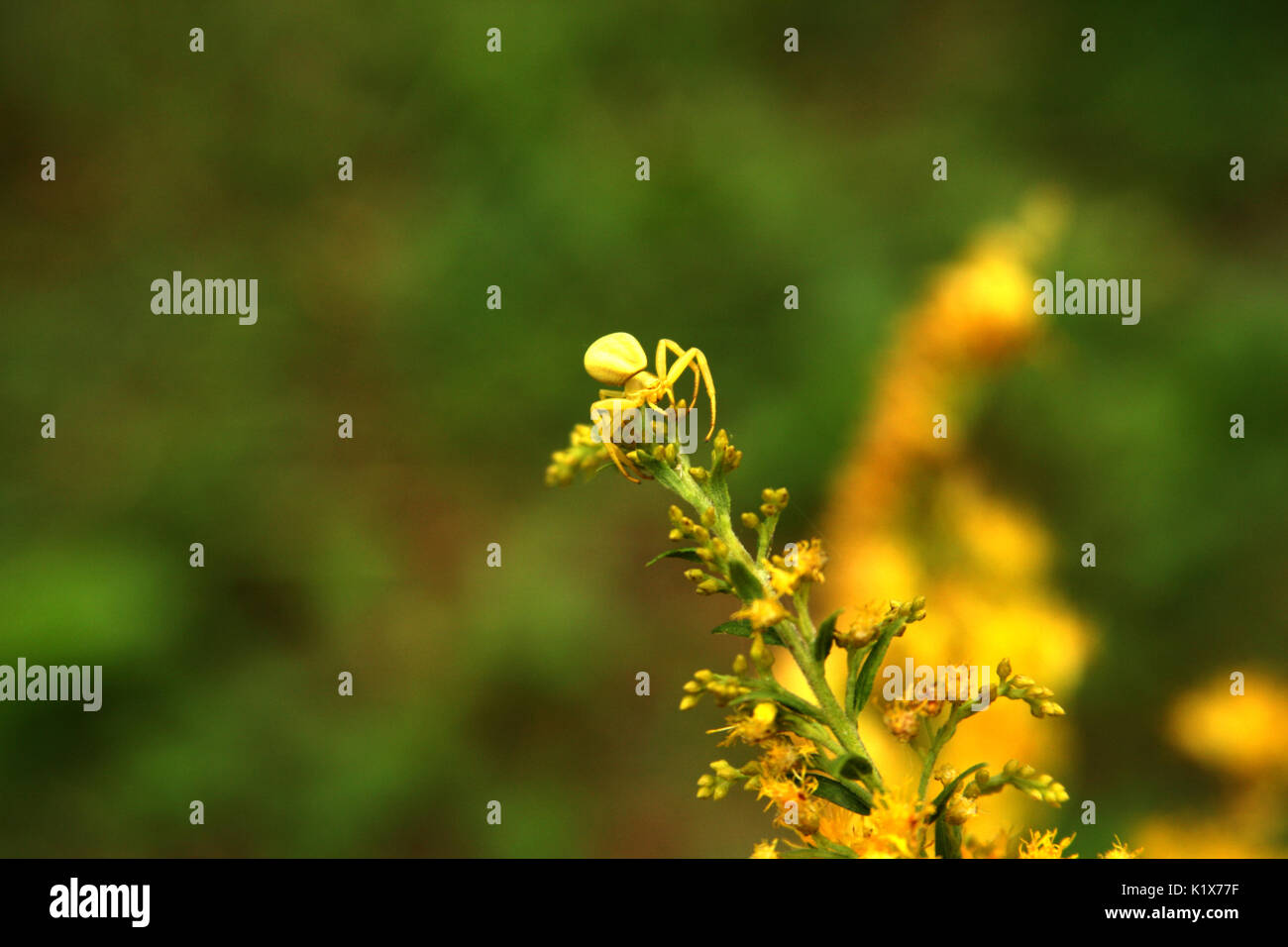 Crab spider and camouflage hi-res stock photography and images - Alamy