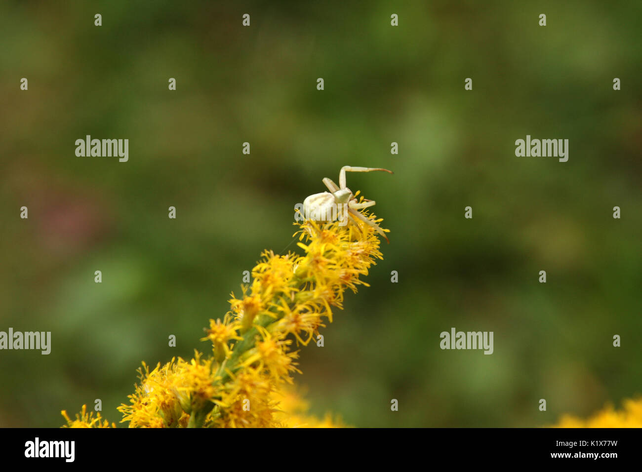 Crab spider and camouflage hi-res stock photography and images - Alamy