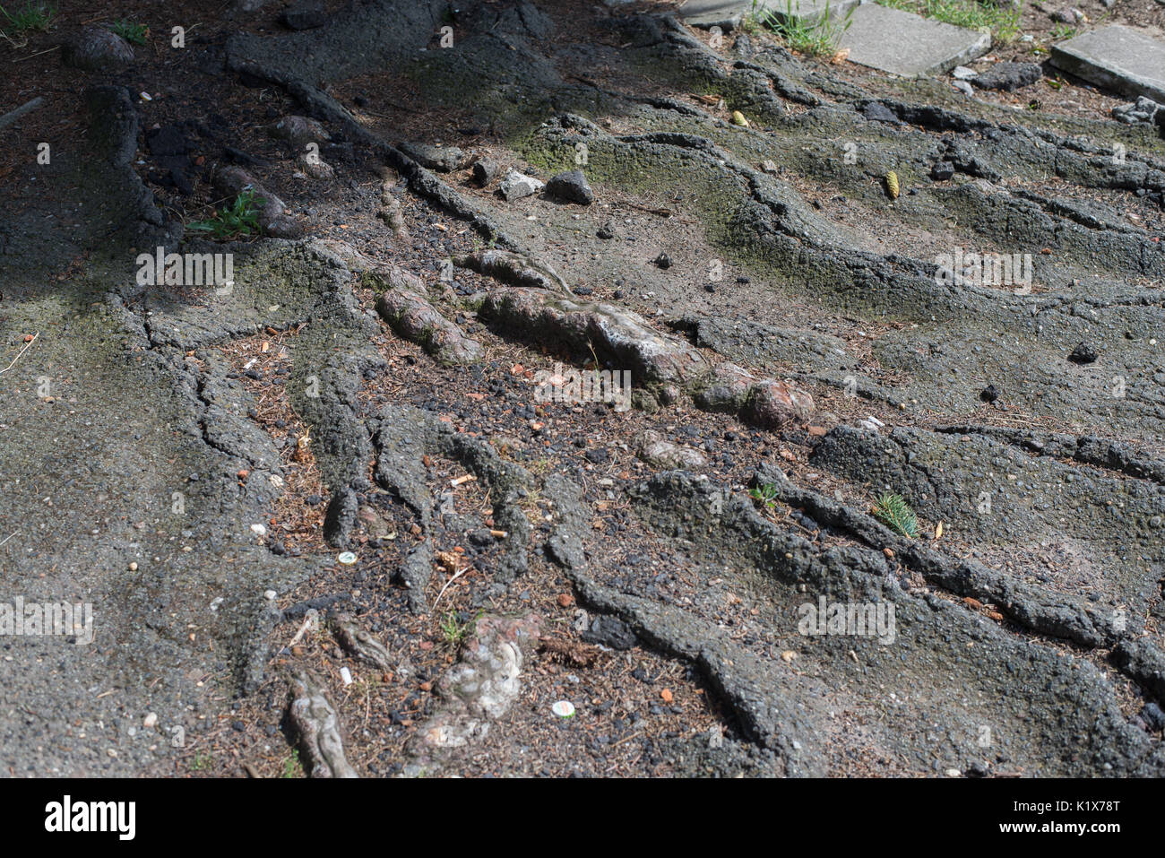 Tree roots pattern pavement hi-res stock photography and images - Alamy
