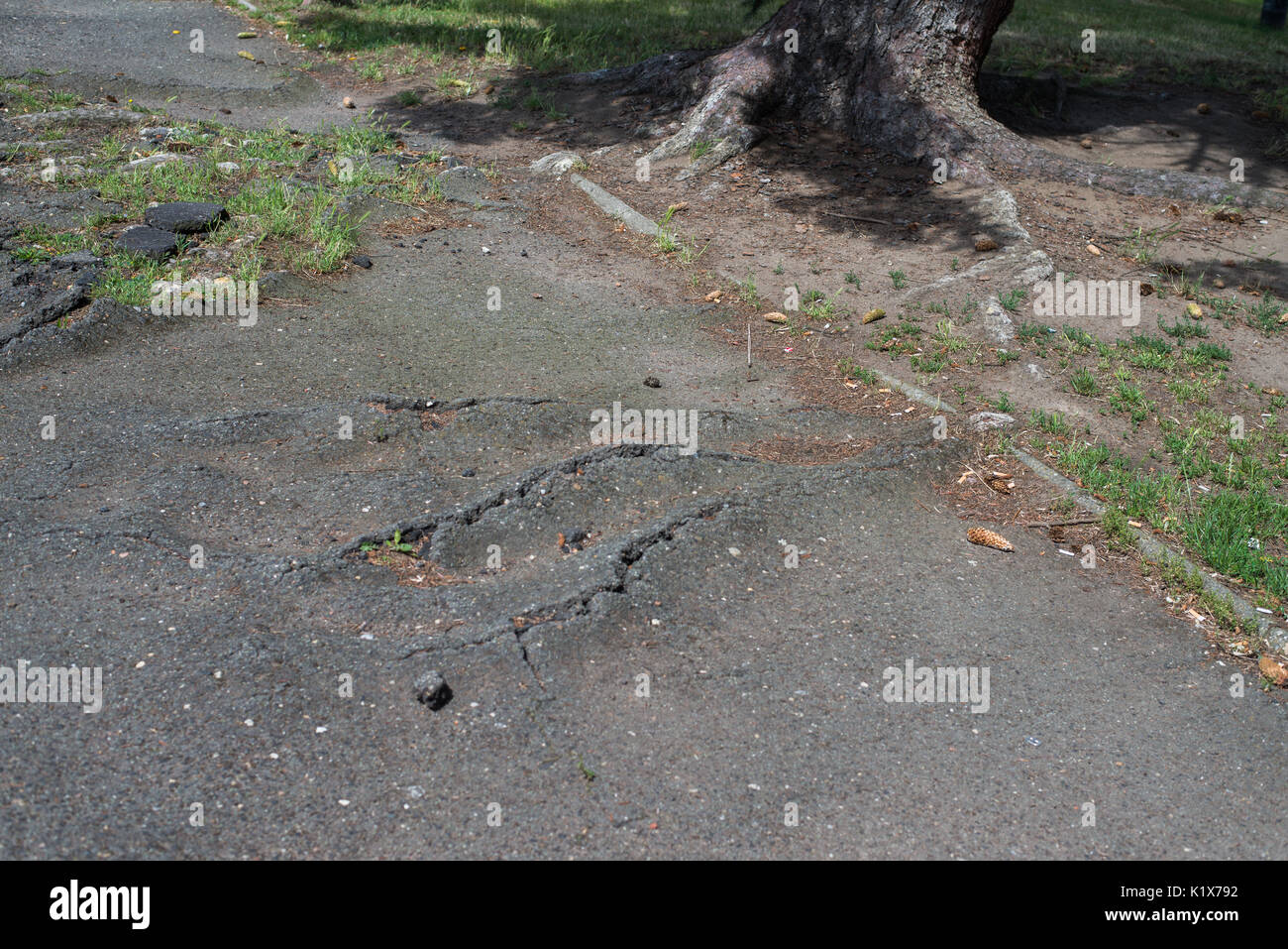 Tree roots pattern pavement hi-res stock photography and images - Alamy